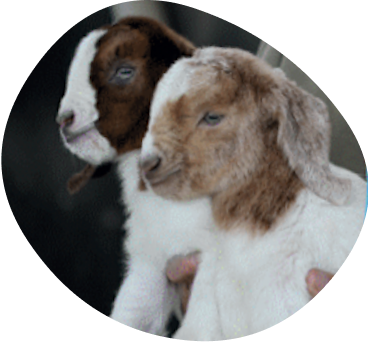 Cannon Hall Farm Passport